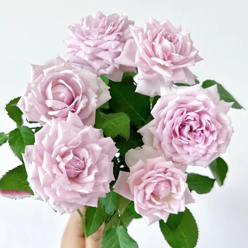 Charme Japanese Florist Shrub Rose – Highgarden Roses