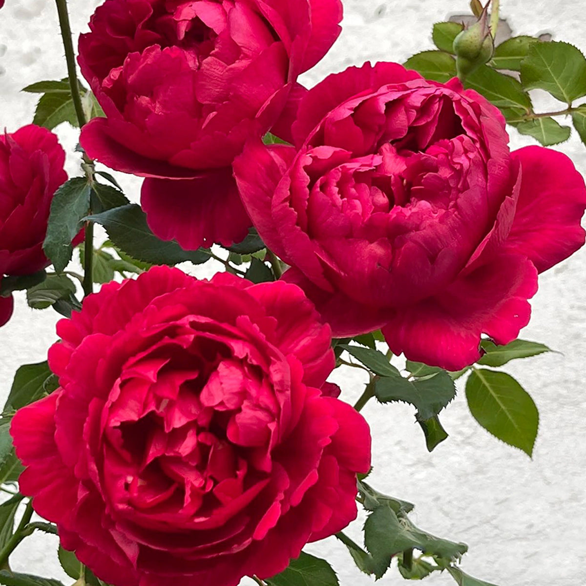 Ligare Japanese Garden Shrub Rose – Highgarden Roses