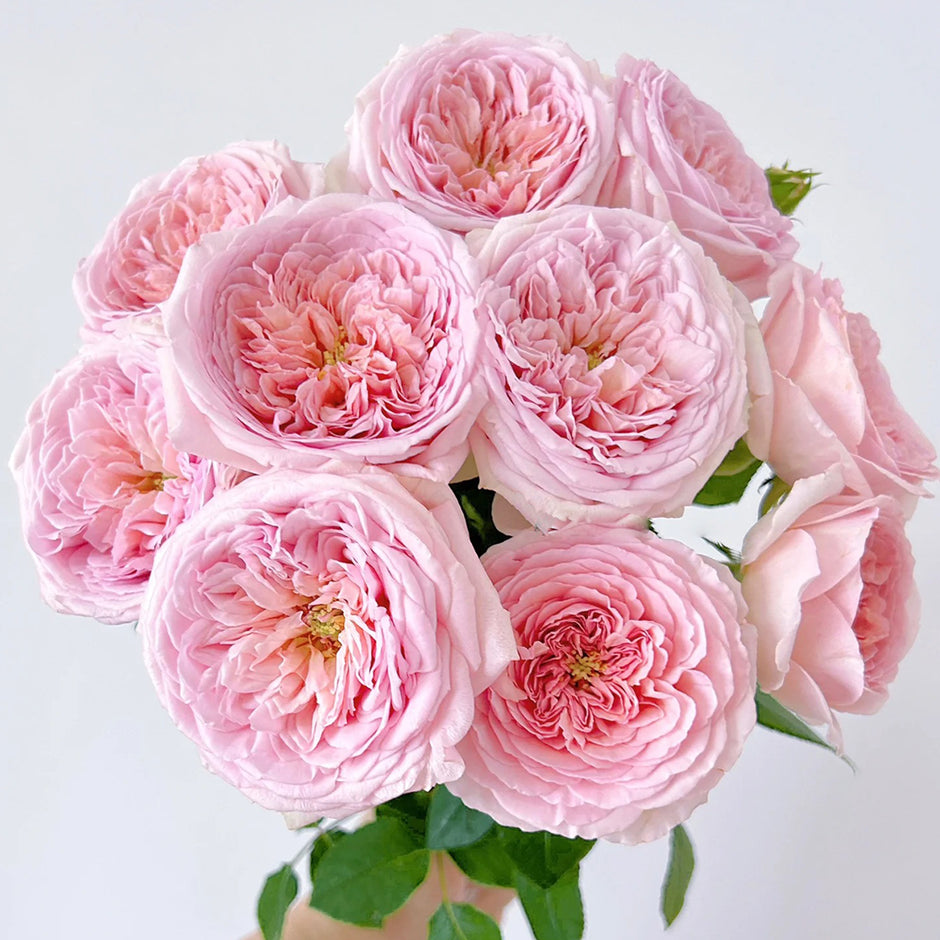 Best Selling Premium Rose Bushes | English Japanese French Garden Roses ...