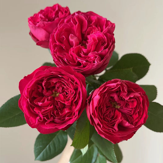 Sale – Highgarden Roses