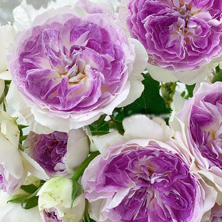 Blue Moon Stone Japanese Garden Shrub Rose – Highgarden Roses