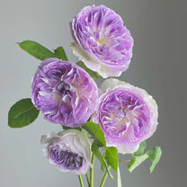 Blue Moon Stone Japanese Garden Shrub Rose – Highgarden Roses