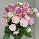 Blue Moon Stone Japanese Garden Shrub Rose – Highgarden Roses