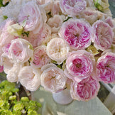 Blue Moon Stone Japanese Garden Shrub Rose – Highgarden Roses