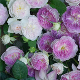 Blue Moon Stone Japanese Garden Shrub Rose – Highgarden Roses