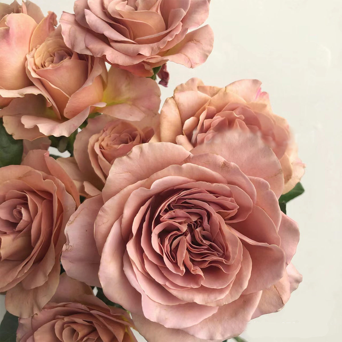 Cafe Latte Dutch Florist Shrub Rose – Highgarden Roses