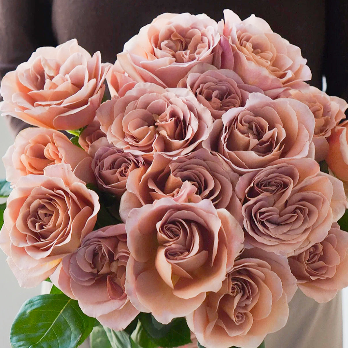 Cafe Latte Dutch Florist Shrub Rose – Highgarden Roses