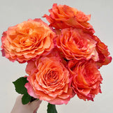 Free Spirit German Florist Shrub Rose Own Root | Highgarden Roses | Tantau