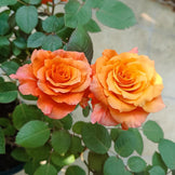 Free Spirit German Florist Shrub Rose Own Root | Highgarden Roses | Tantau