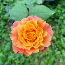 Free Spirit German Florist Shrub Rose Own Root | Highgarden Roses | Tantau