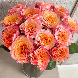 German Florist Shrub Rose Live Plant | Highgarden Roses | Free Spirit ...