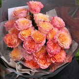 Free Spirit German Florist Shrub Rose Own Root | Highgarden Roses | Tantau