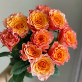 Free Spirit German Florist Shrub Rose Own Root | Highgarden Roses | Tantau