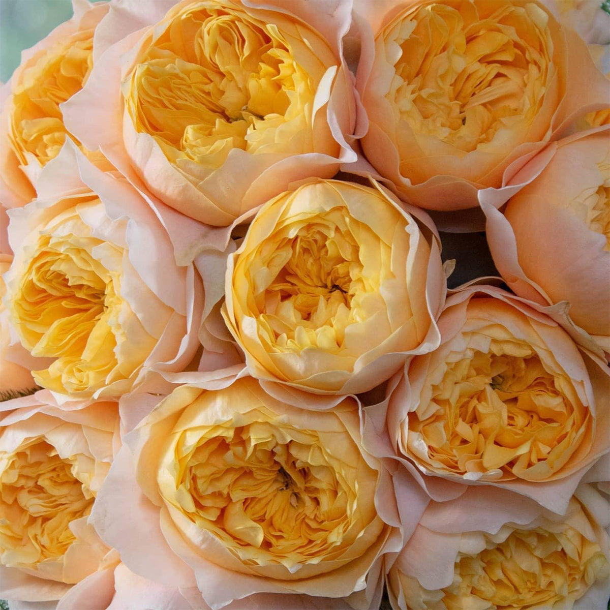 Golden Vuvuzela Dutch Florist Shrub Rose – Highgarden Roses