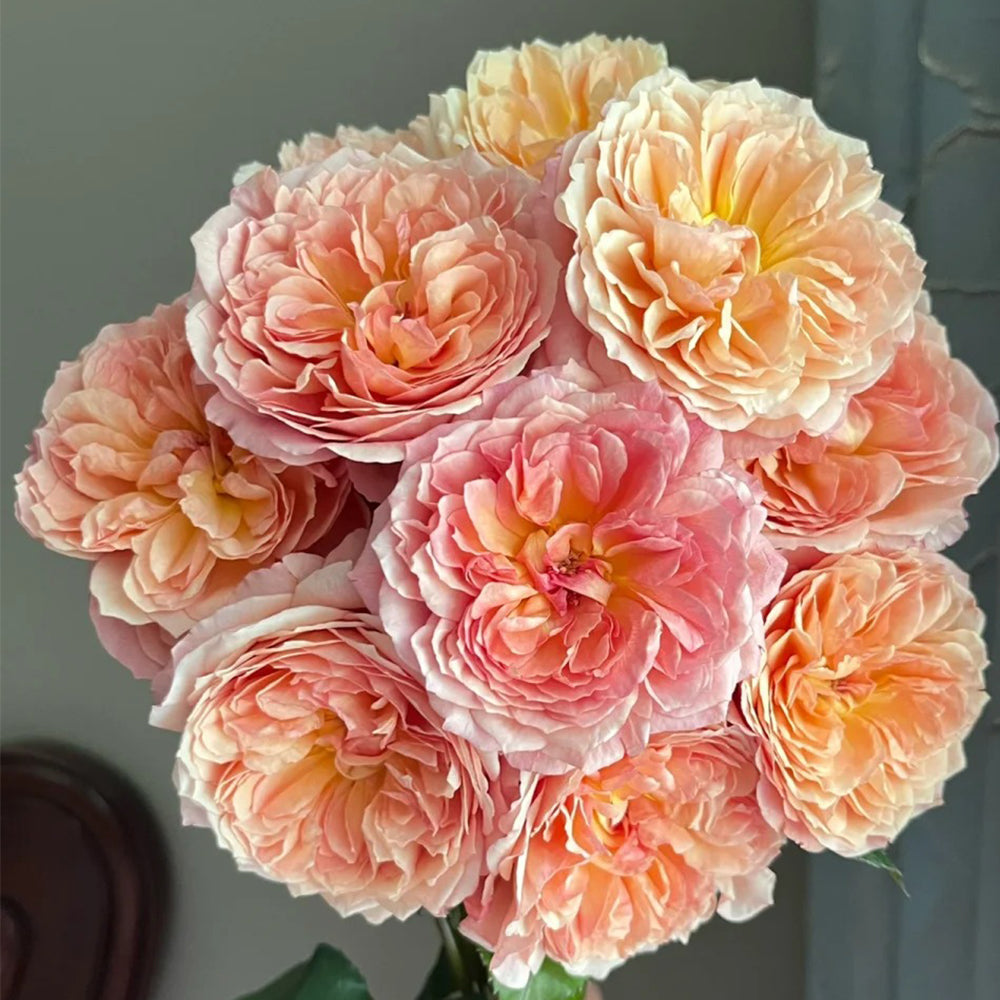 André Turcat French Florist Shrub Rose – Highgarden Roses