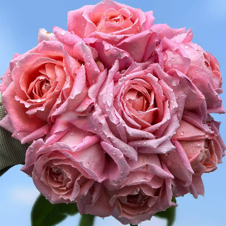 New Arrivals Rose Plants Collection | Fresh & Vibrant Roses for ...