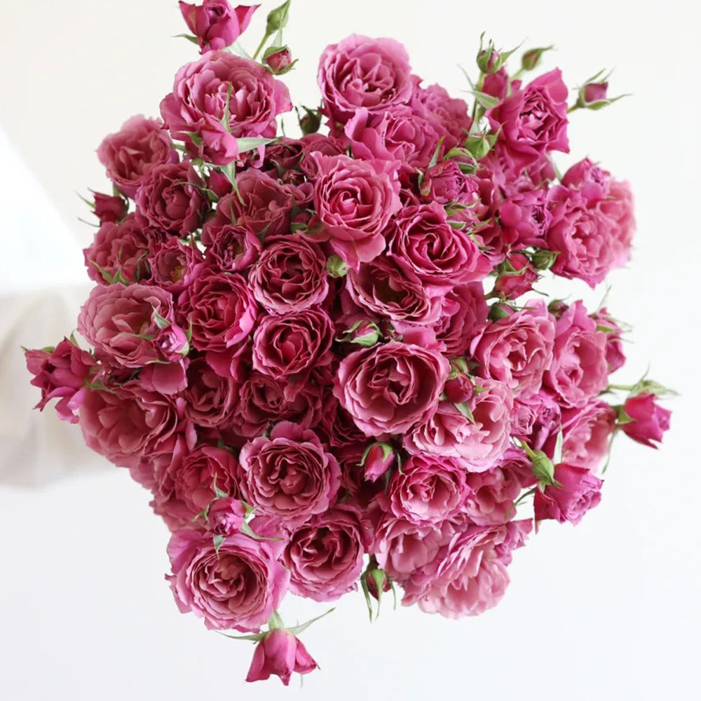 Aoi Japanese Florist Shrub Rose – Highgarden Roses