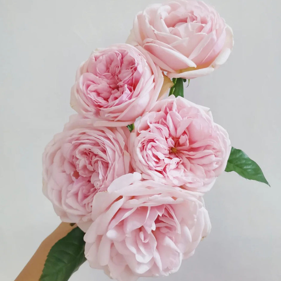 New Arrivals Rose Plants Collection | Fresh & Vibrant Roses for ...