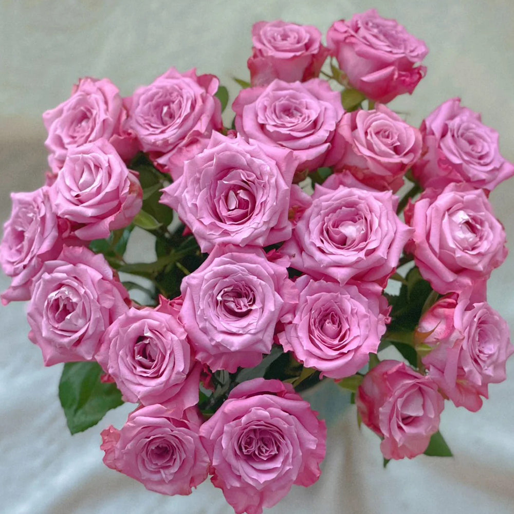 Azure Sea US Florist Hybrid Tea Rose For Sale – Highgarden Roses