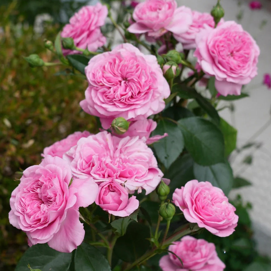 New Arrivals | Premium Rose Bushes | Own Root Garden & Florist Roses ...
