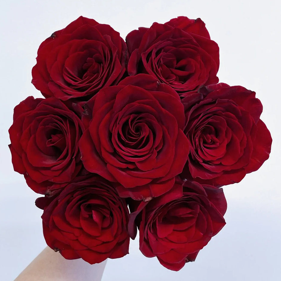 New Arrivals | Premium Rose Bushes | Own Root Garden & Florist Roses ...