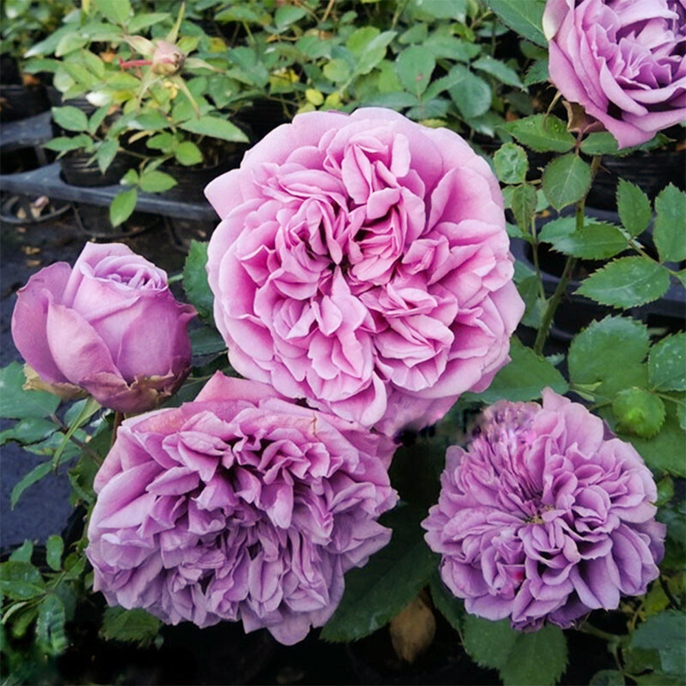 Blue Romanesque Japanese Florist Shrub Rose For Sale – Highgarden Roses