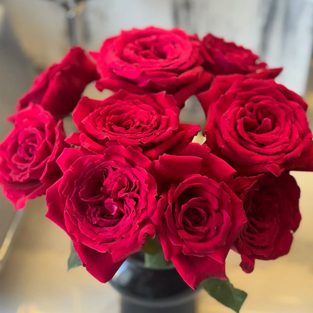 Botero French Florist Hybrid Tea Rose Bush For Sale – Highgarden Roses