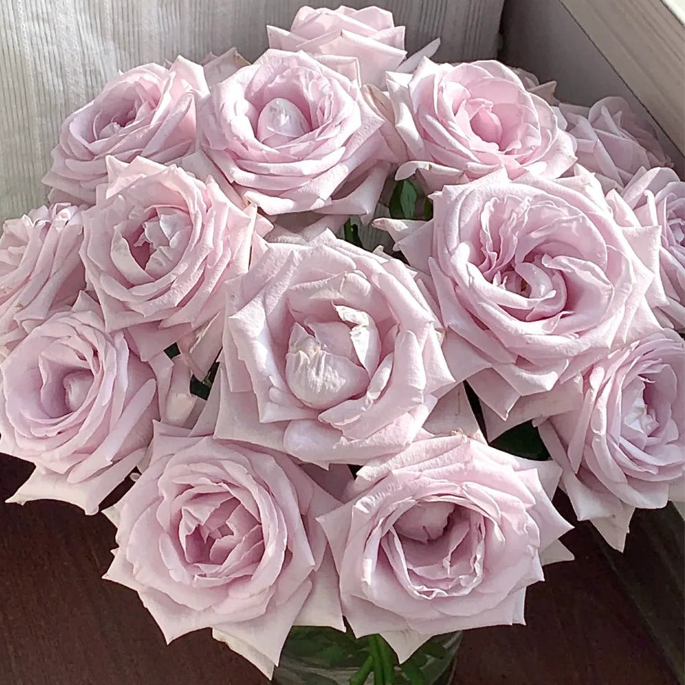 Bounty Way Dutch Florist Shrub Rose – Highgarden Roses