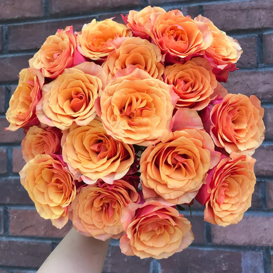 New Arrivals Rose Plants Collection | Fresh & Vibrant Roses for ...