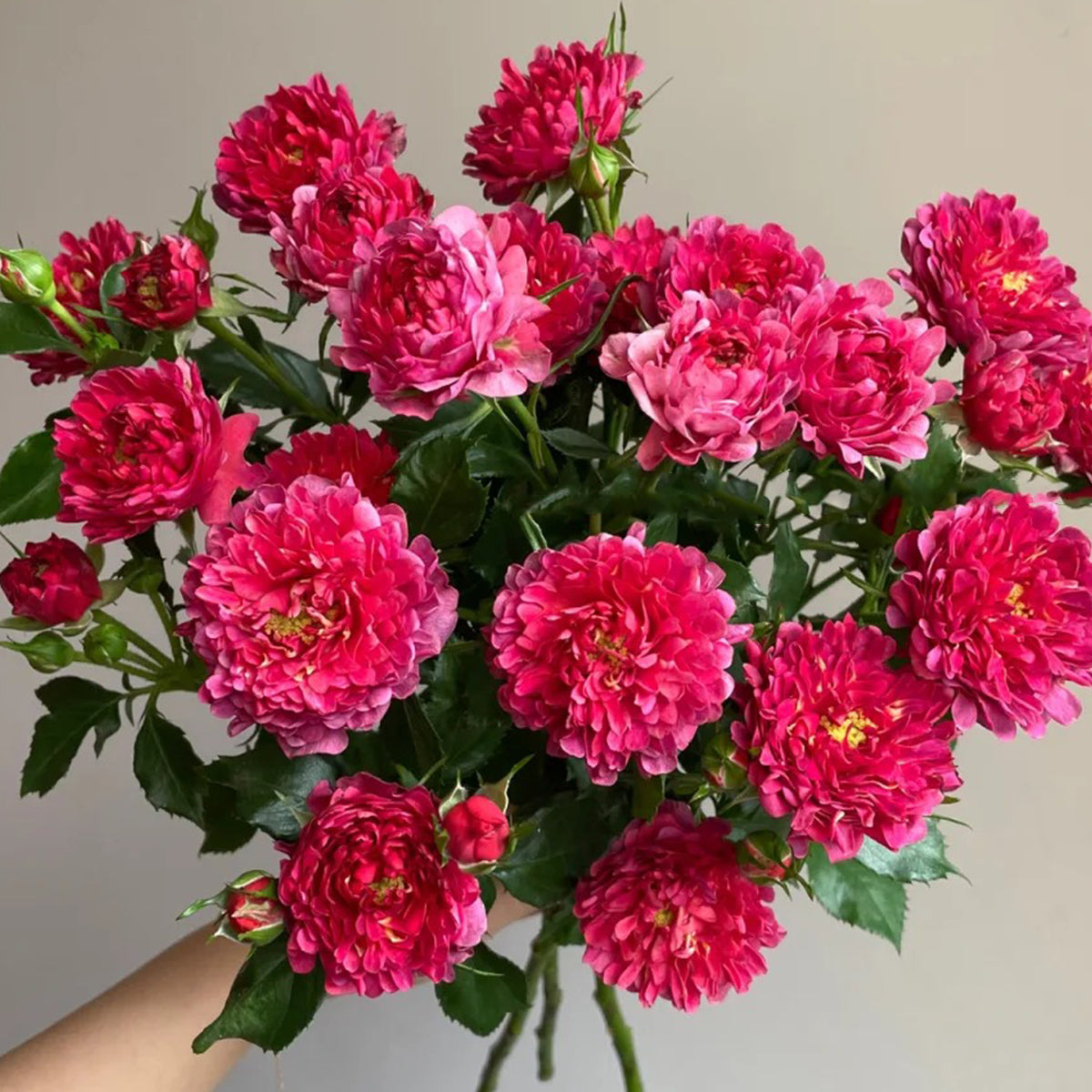 Cherry Sea Anemone Dutch Florist Shrub Rose – Highgarden Roses