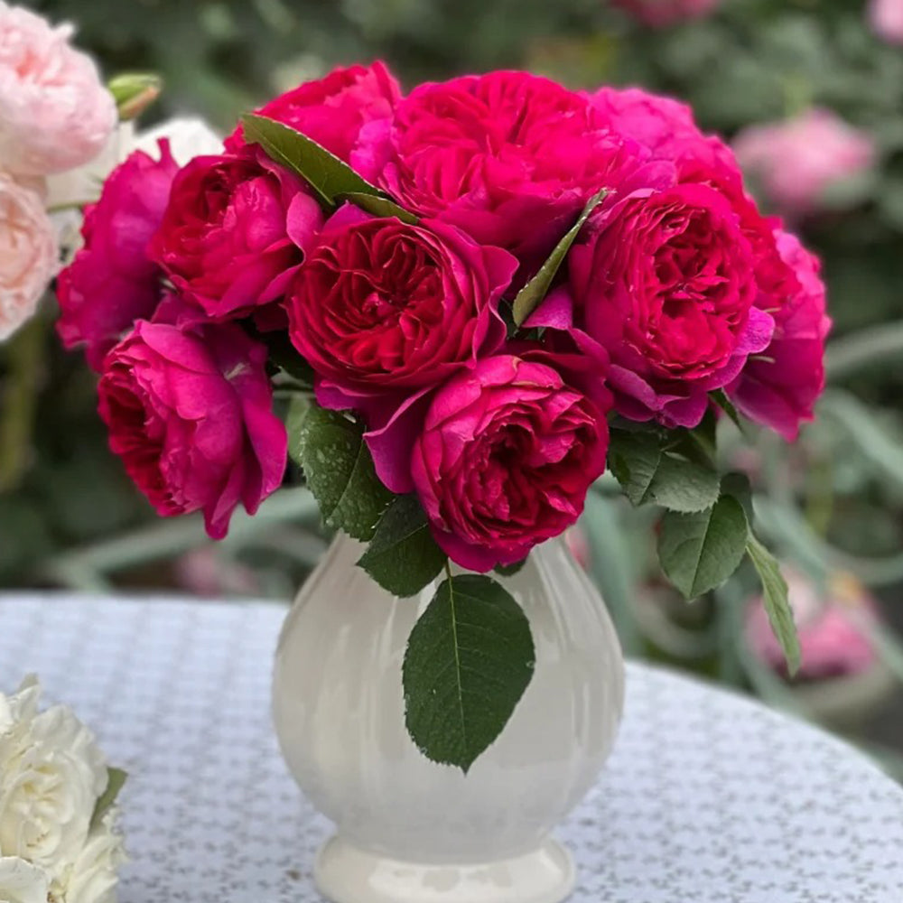 Ci Xuan Chinese Florist Shrub Rose – Highgarden Roses