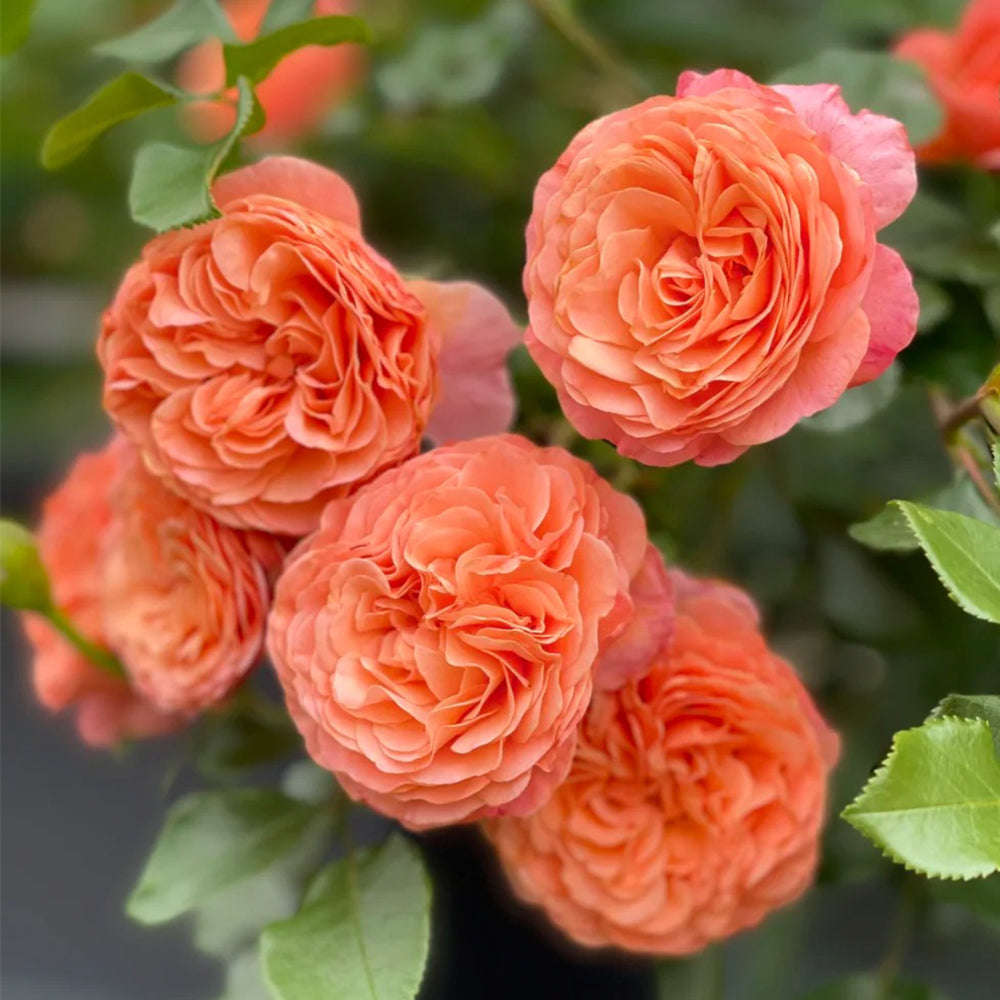 Coral Lions Rose Florist Shrub Rose For Sale – Highgarden Roses