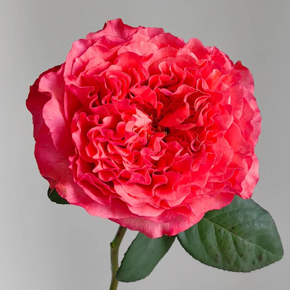 Coral Reeva Dutch Florist Shrub Rose – Highgarden Roses