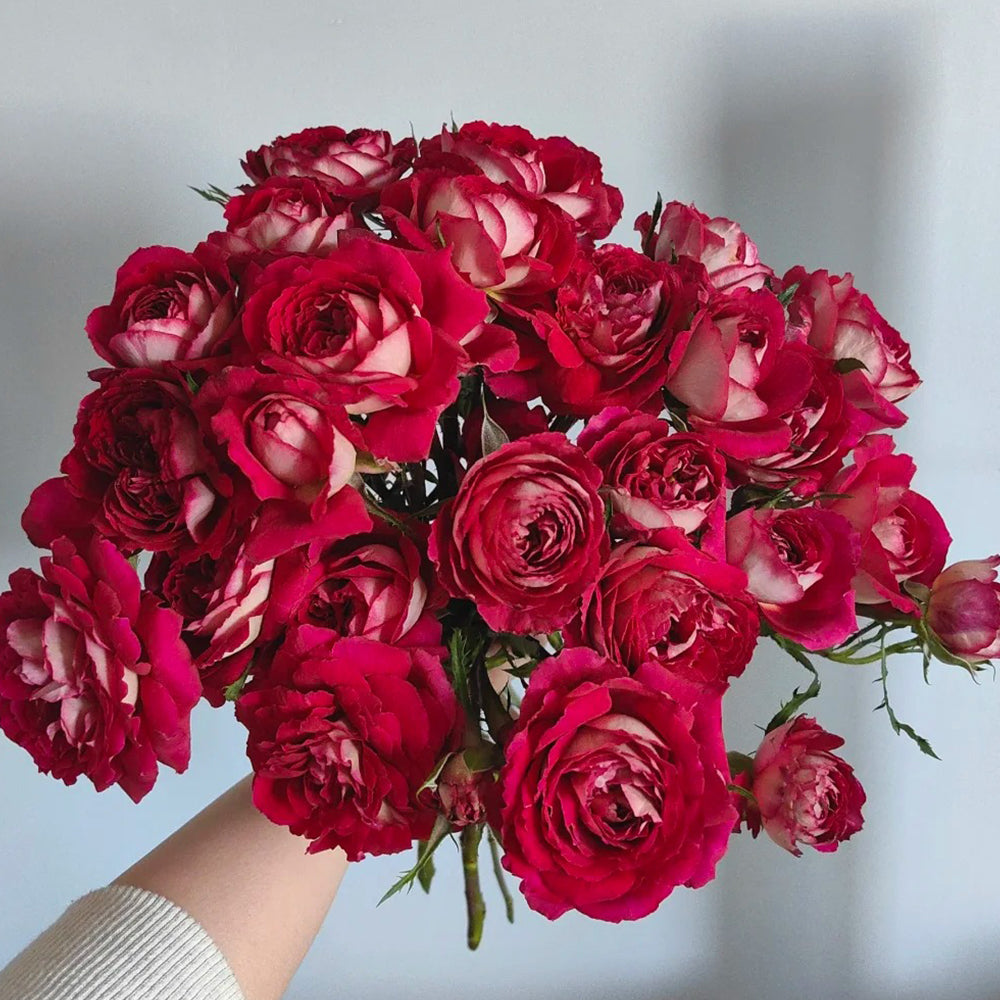 French Florist Shrub Rose Inspired by Dominique Massad For Sale ...