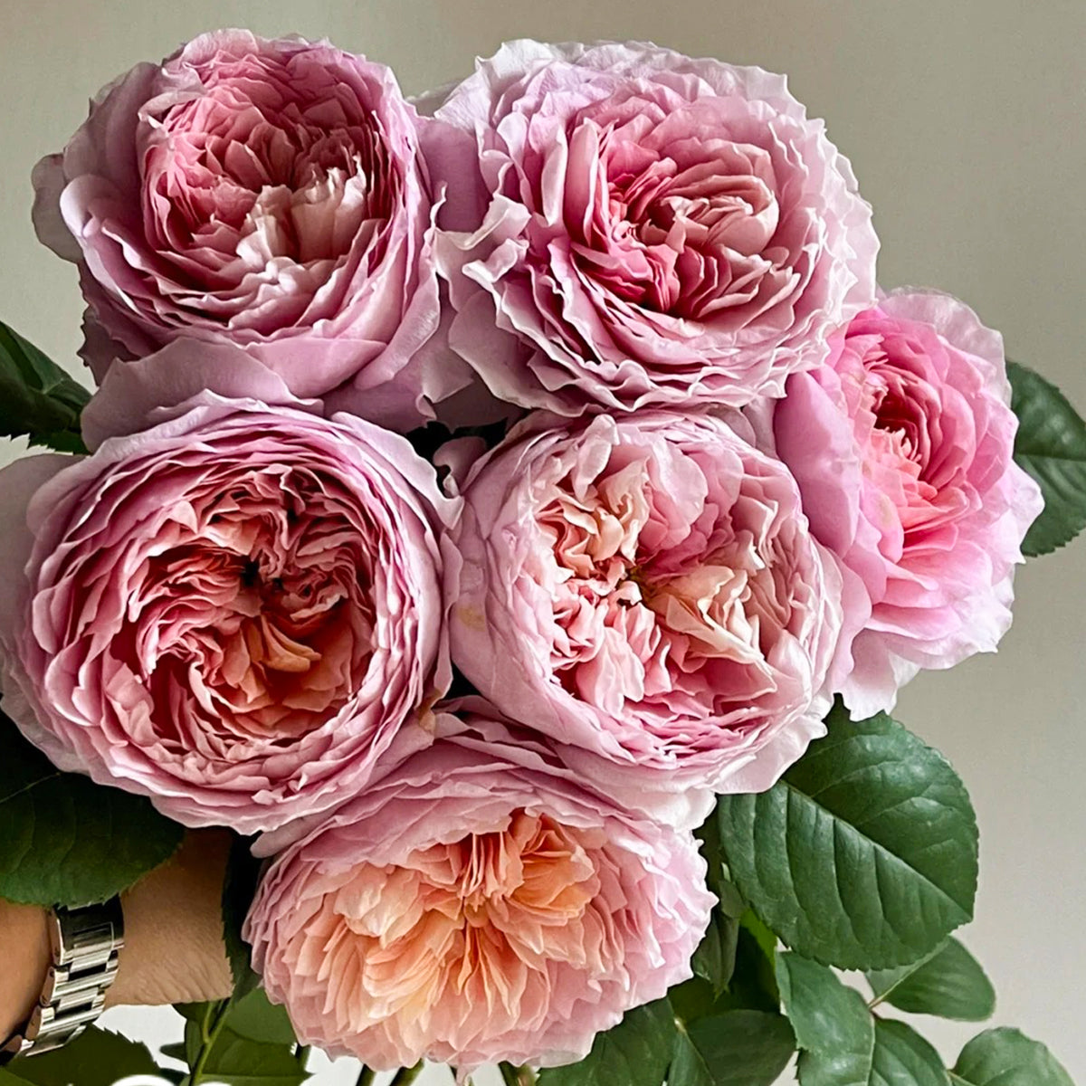 German Florist Shrub Rose Live Plant | Highgarden Roses | Eisvogel | Tantau