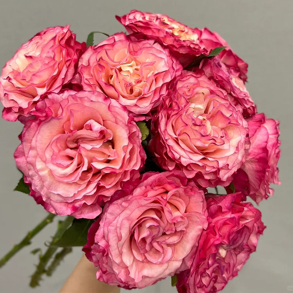Enchantment Florist Shrub Rose For Sale – Highgarden Roses