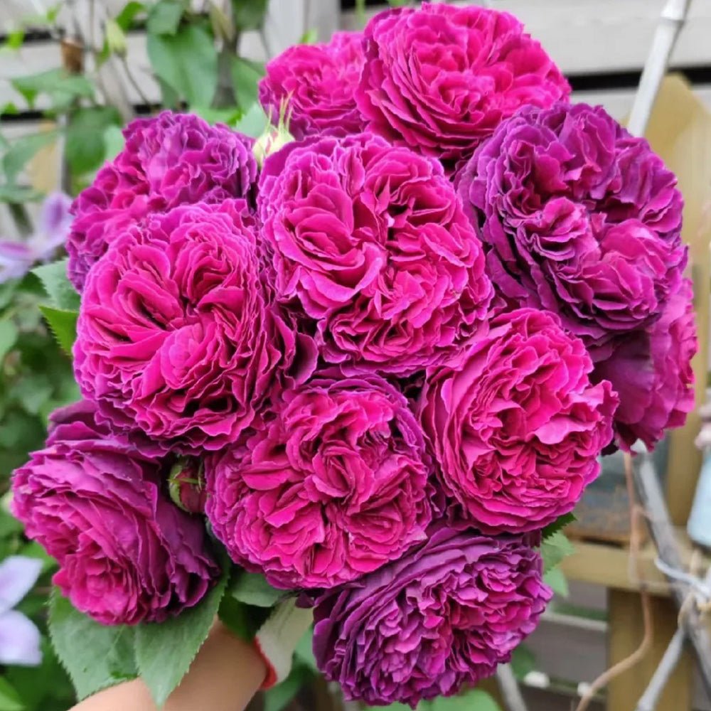 AUSverse Rose – English Garden Shrub Rose Own Root | Highgarden Roses