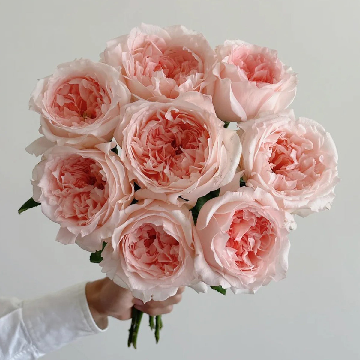 Flow Japanese Florist Shrub Rose – Highgarden Roses
