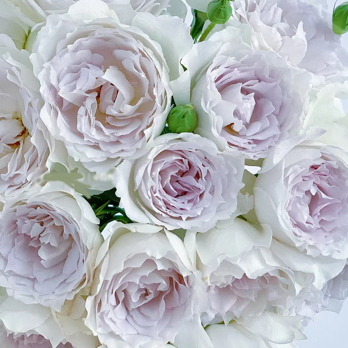 Gabriel Japanese Garden Shrub Rose – Highgarden Roses