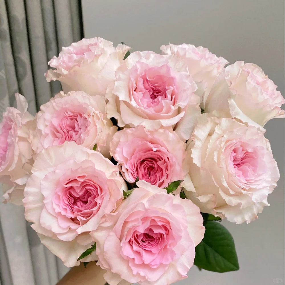 Goddess of Luo River Kenya Florist Shrub Rose – Highgarden Roses
