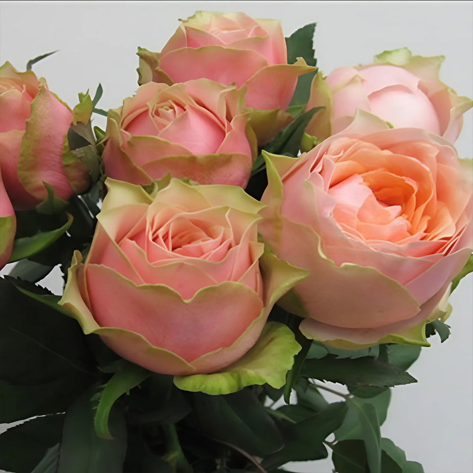 New Arrivals | Premium Rose Bushes | Own Root Garden & Florist Roses ...