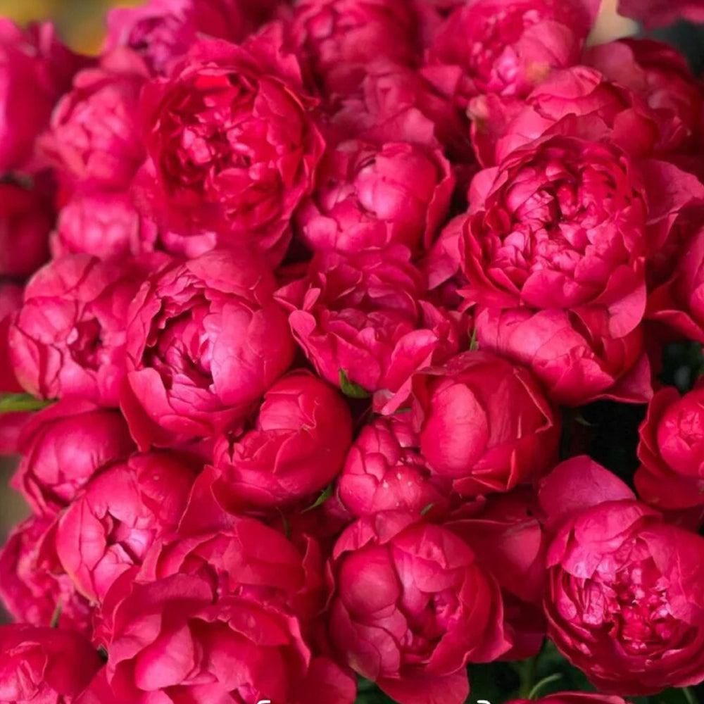 Grenadine Japanese Florist Shrub Rose – Highgarden Roses