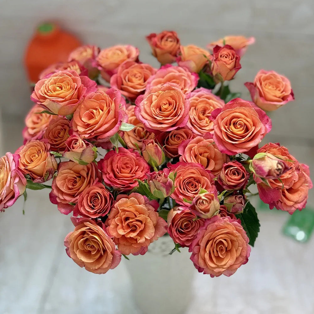 Gypsy Curiosa Netherlands Florist Shrub Rose – Highgarden Roses