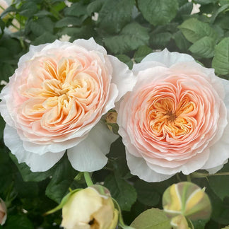 Hanxian Chinese Garden Climbing Rose – Highgarden Roses