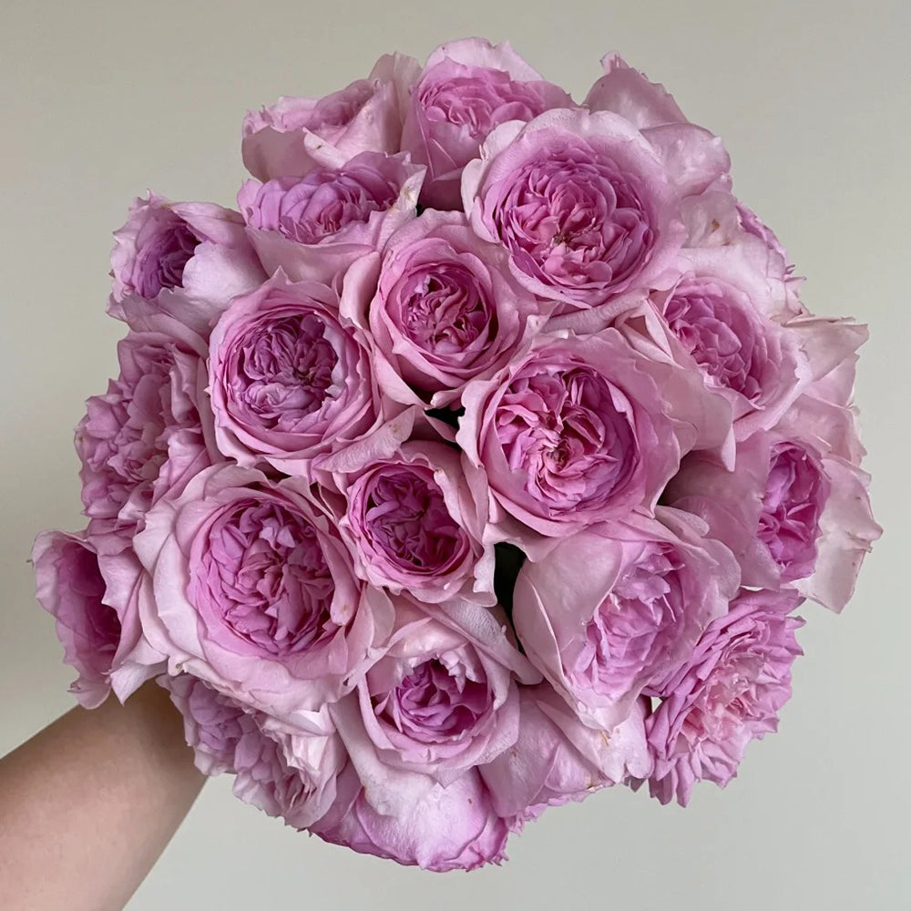 Helen Japanese Florist Shrub Rose – Highgarden Roses