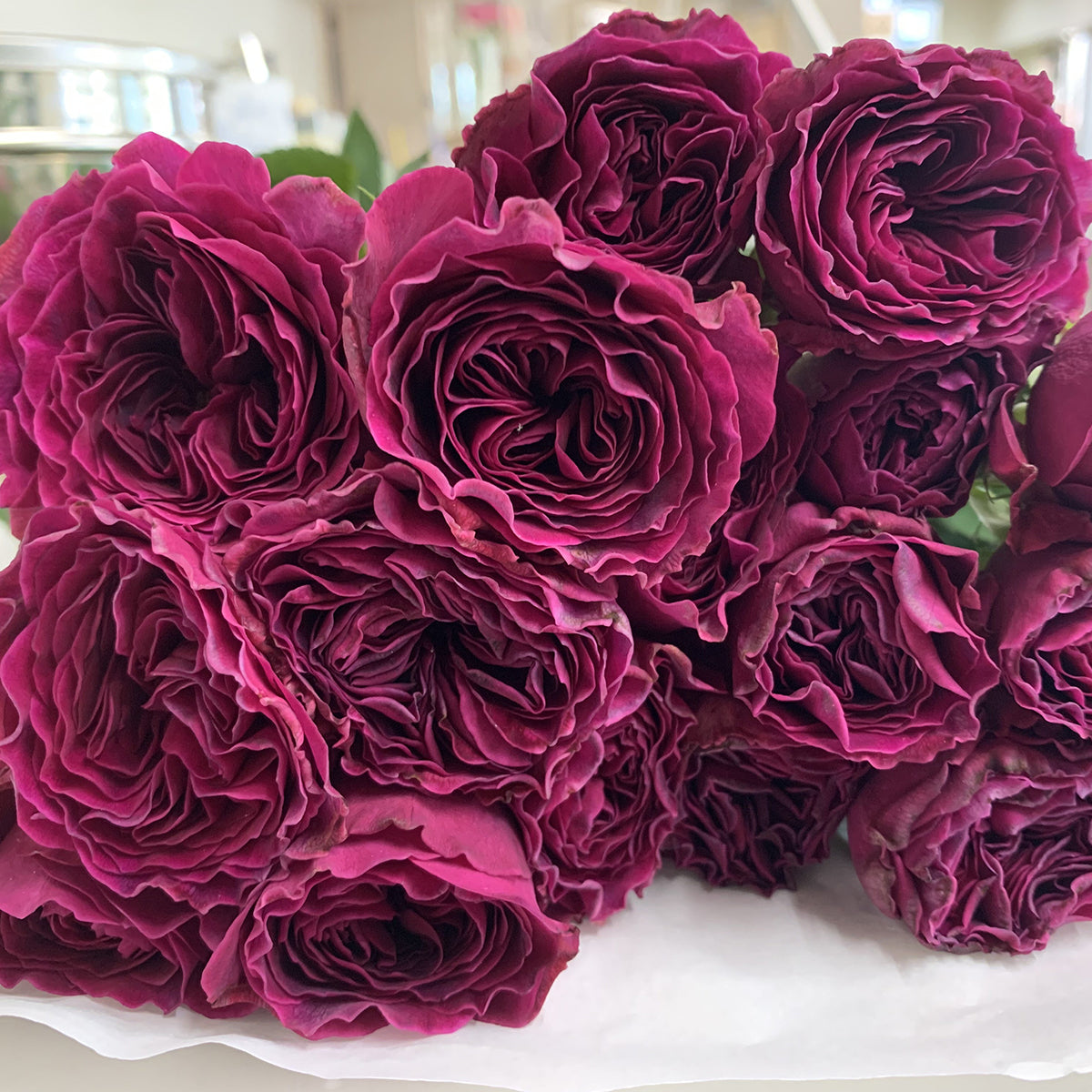 Hiraku Japanese Florist Shrub Rose – Highgarden Roses