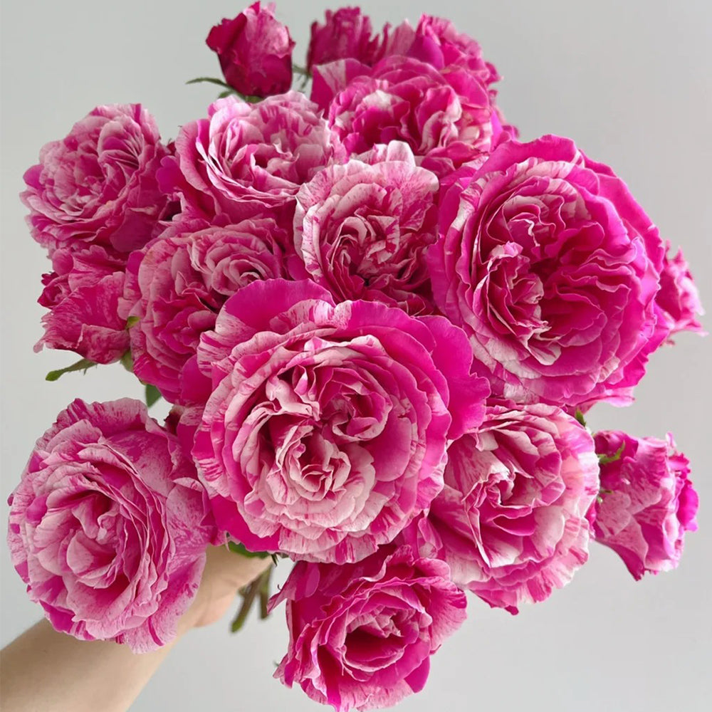 French Florist Climbing Rose Inspired by Ines Sastre Rose Bush For Sale ...