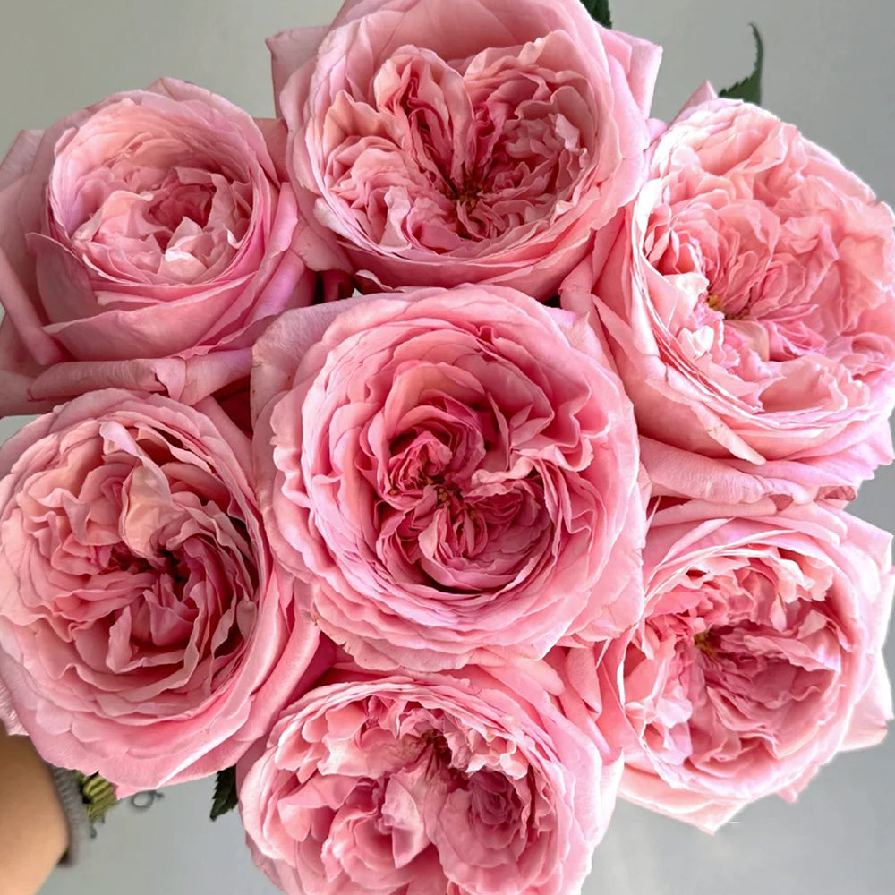 Jean de la Fontaine French Florist Shrub Rose For Sale – Highgarden Roses