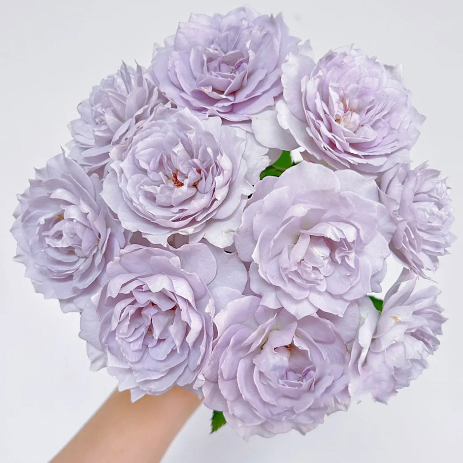 New Arrivals – Highgarden Roses