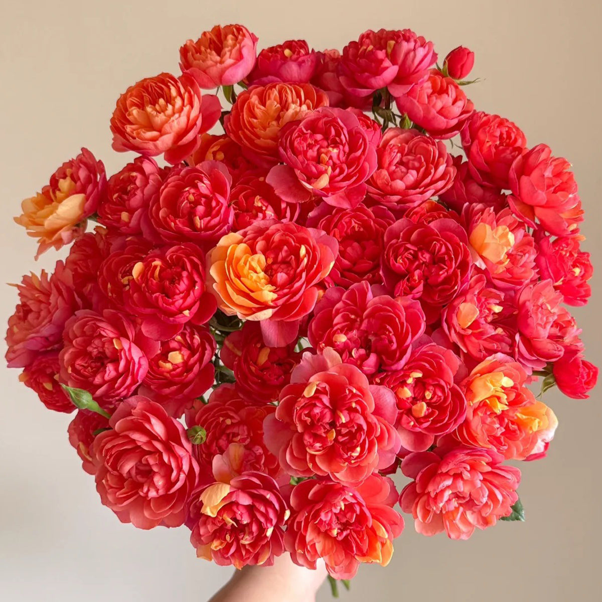 Juice Splash Florist Shrub Rose Bush For Sale – Highgarden Roses